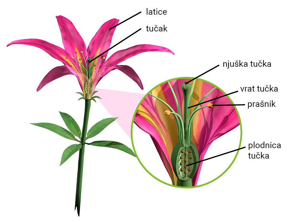 Razmnožavanje, razvoj i građa biljnoga organizma – Biologija 1