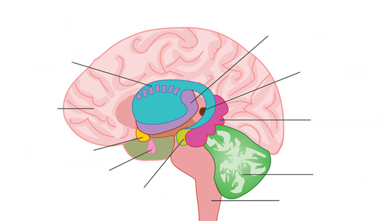 Export 2 - 14.9. ZDR - komponente za export, Kako droga utječe na mozak ...