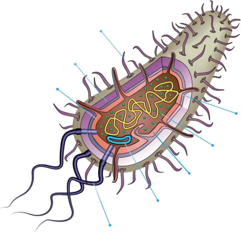 Biologija 3 - 1. Raznolikost i građa stanica - 1.2. Prokariotske stanice