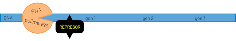 Biologija 4 - 1. Molekularna osnova života - 1.3 Regulacija aktivnosti gena