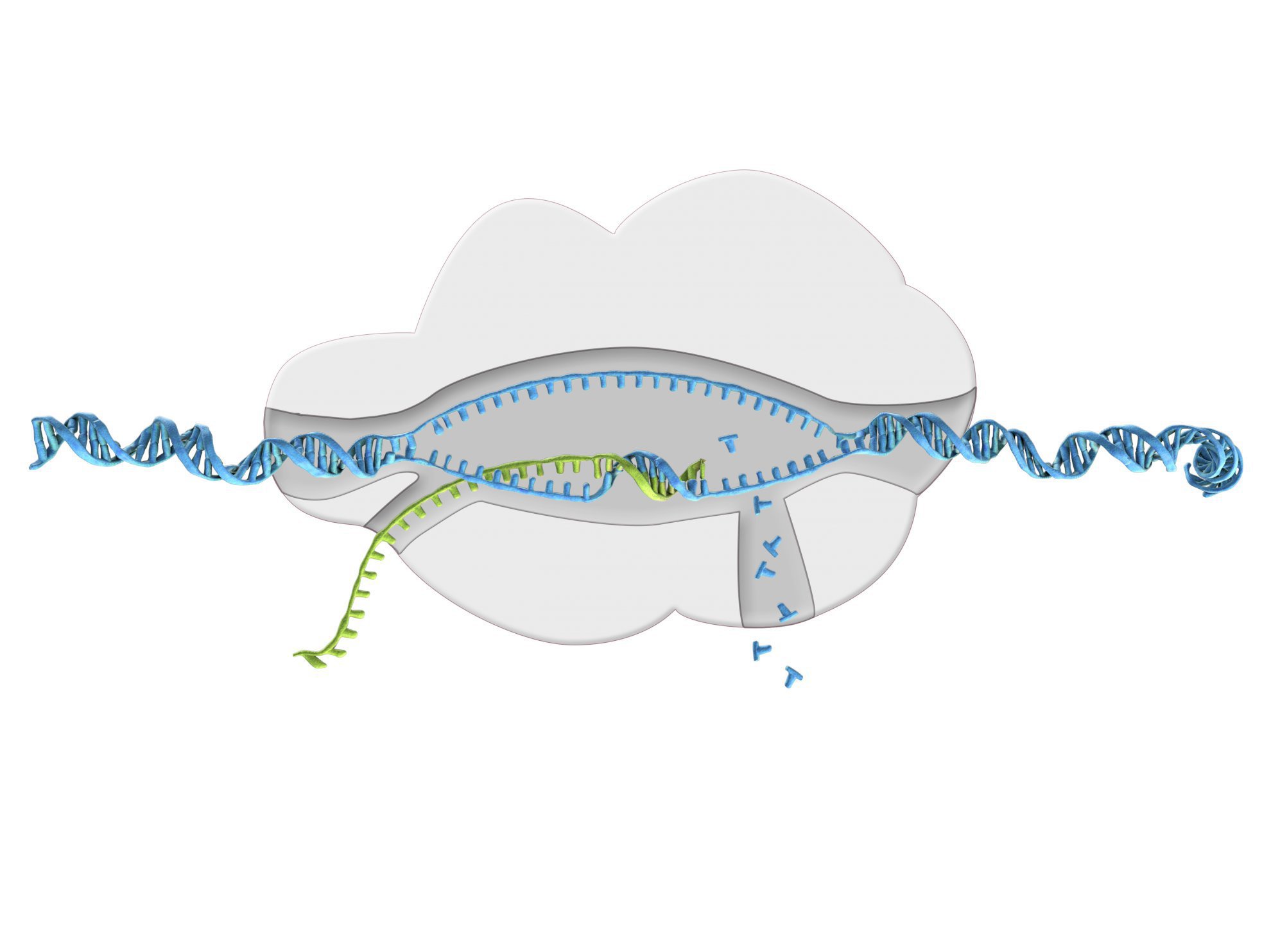 Biologija 4 - 1. Molekularna osnova života - 1.2 Od DNA do proteina
