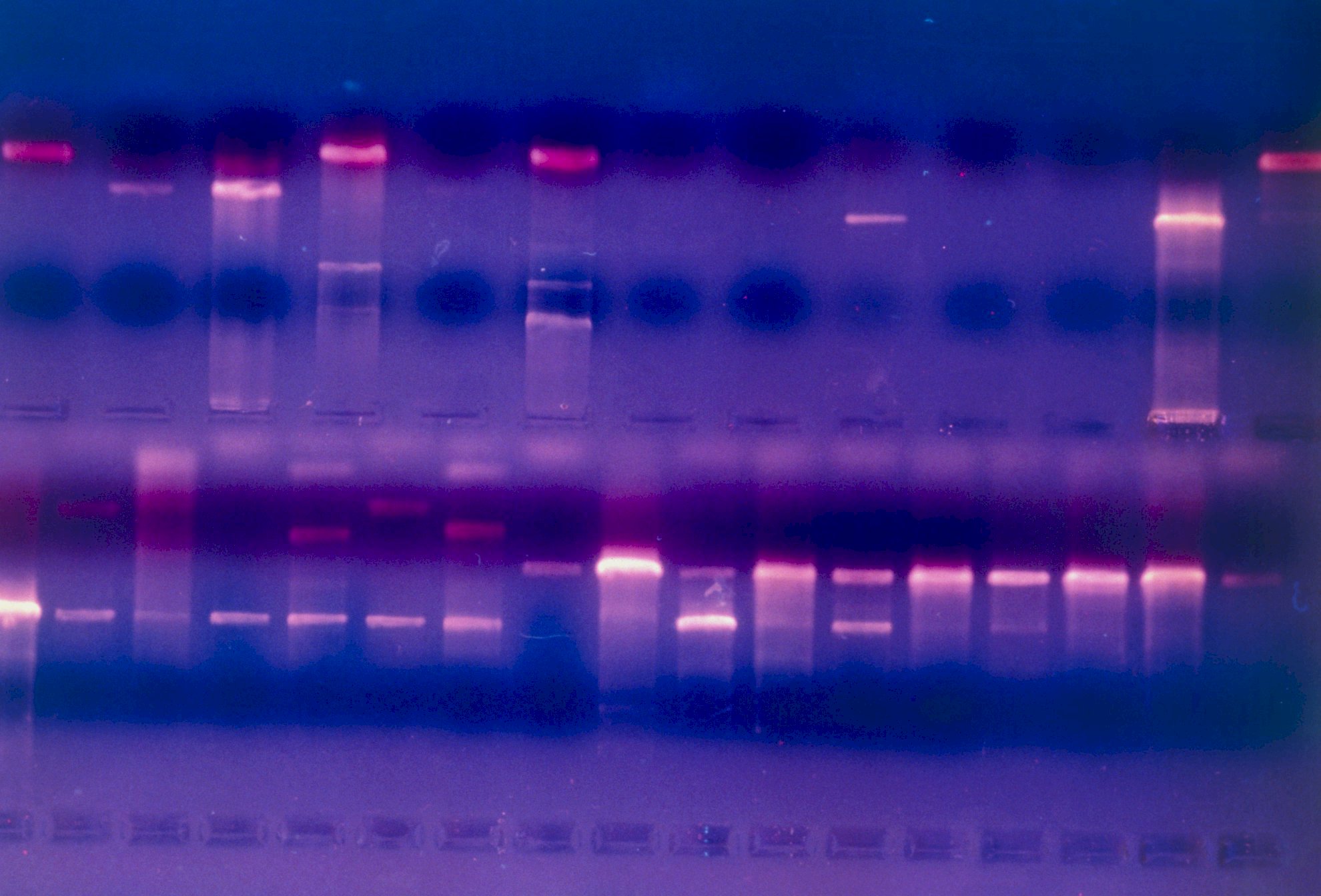 Biologija 4 - 1. Molekularna osnova života - 1.1 Osnove molekularne ...