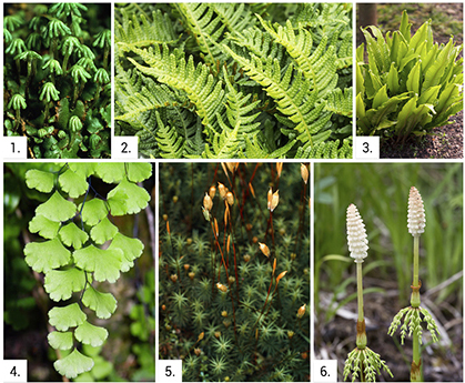 Mahovine i papratnjače – znati, razumjeti i primijeniti – Biologija 2