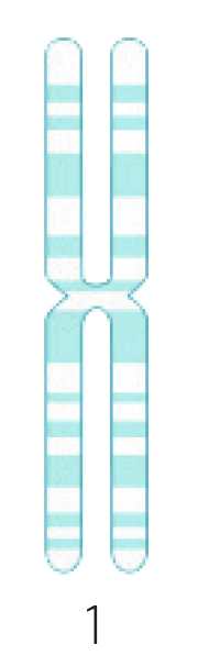 Biologija 4 - 2. Nasljeđivanje i fenotip - 2.2. Mutacije