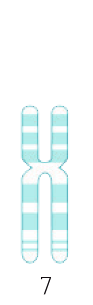 Biologija 4 - 2. Nasljeđivanje i fenotip - 2.2. Mutacije