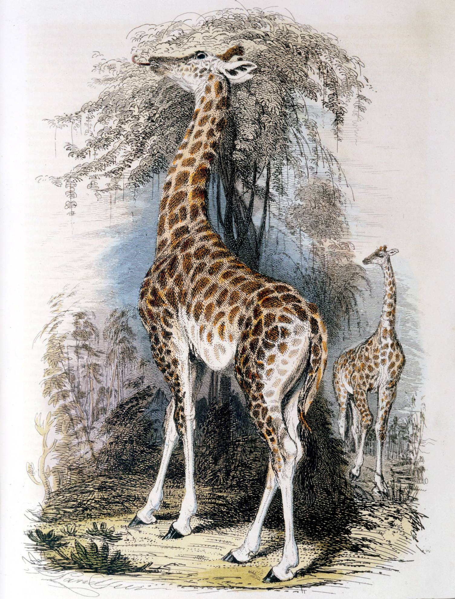 Biologija 4 - 5. Evolucija - 5.1 Teorija evolucije