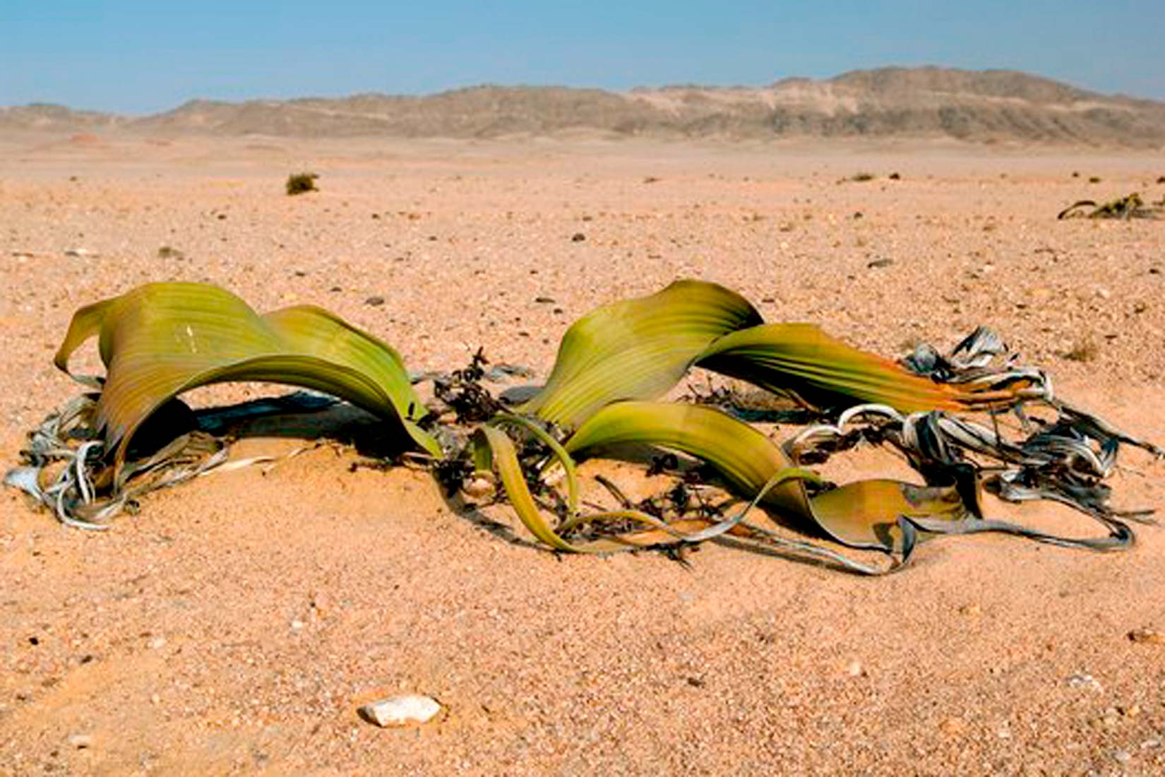 Golosjemenjače – Biologija 7