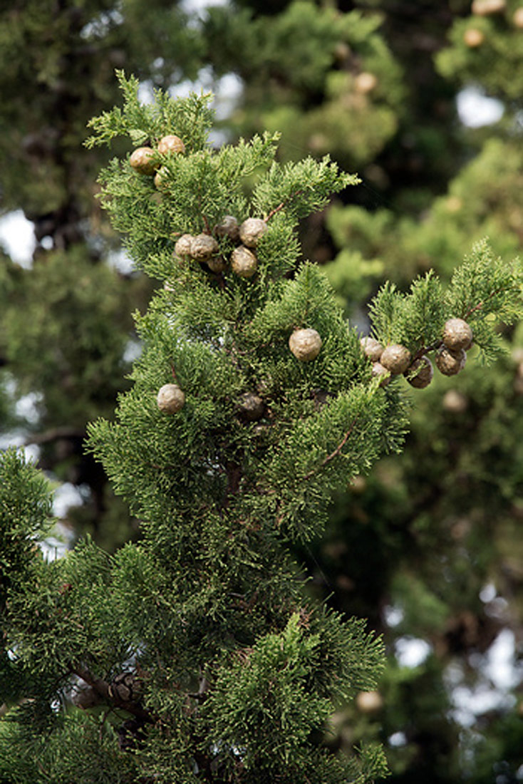 Golosjemenjače – Biologija 7