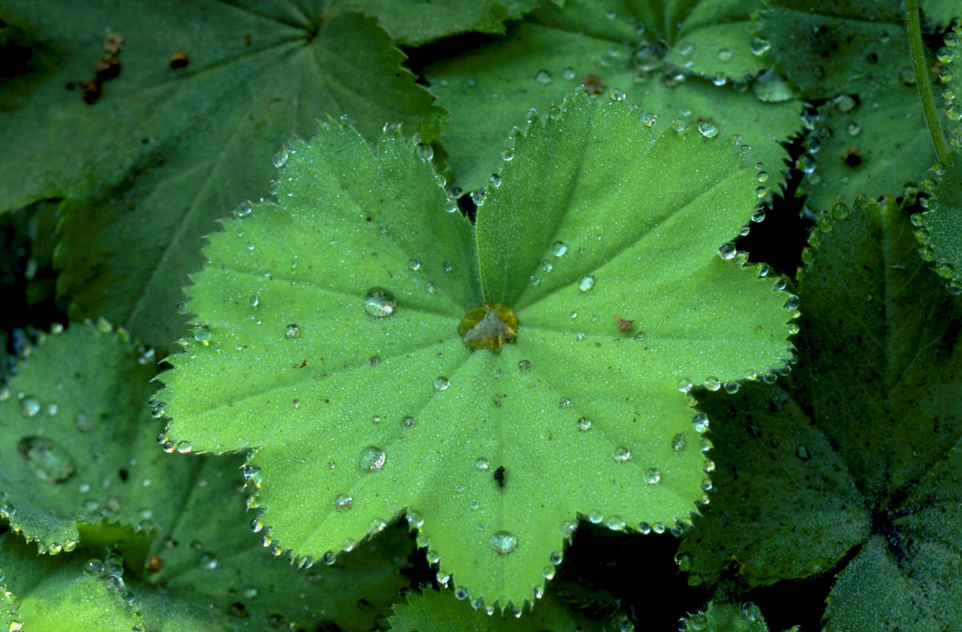 Priroda 6 - 2. Samo mijena stalna jest - 2.1. Promjene i pojave u prirodi