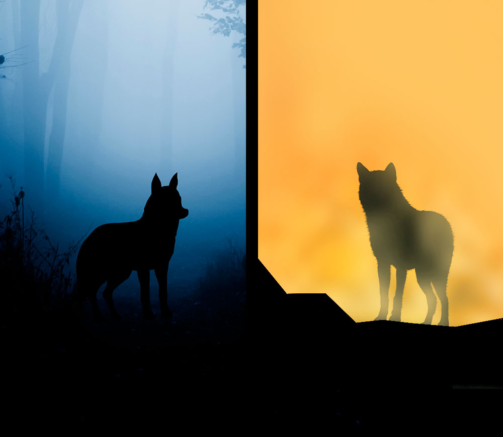 Export - 2.181. DRUGA ISPORUKA, Dobar i zao vuk (dnd)