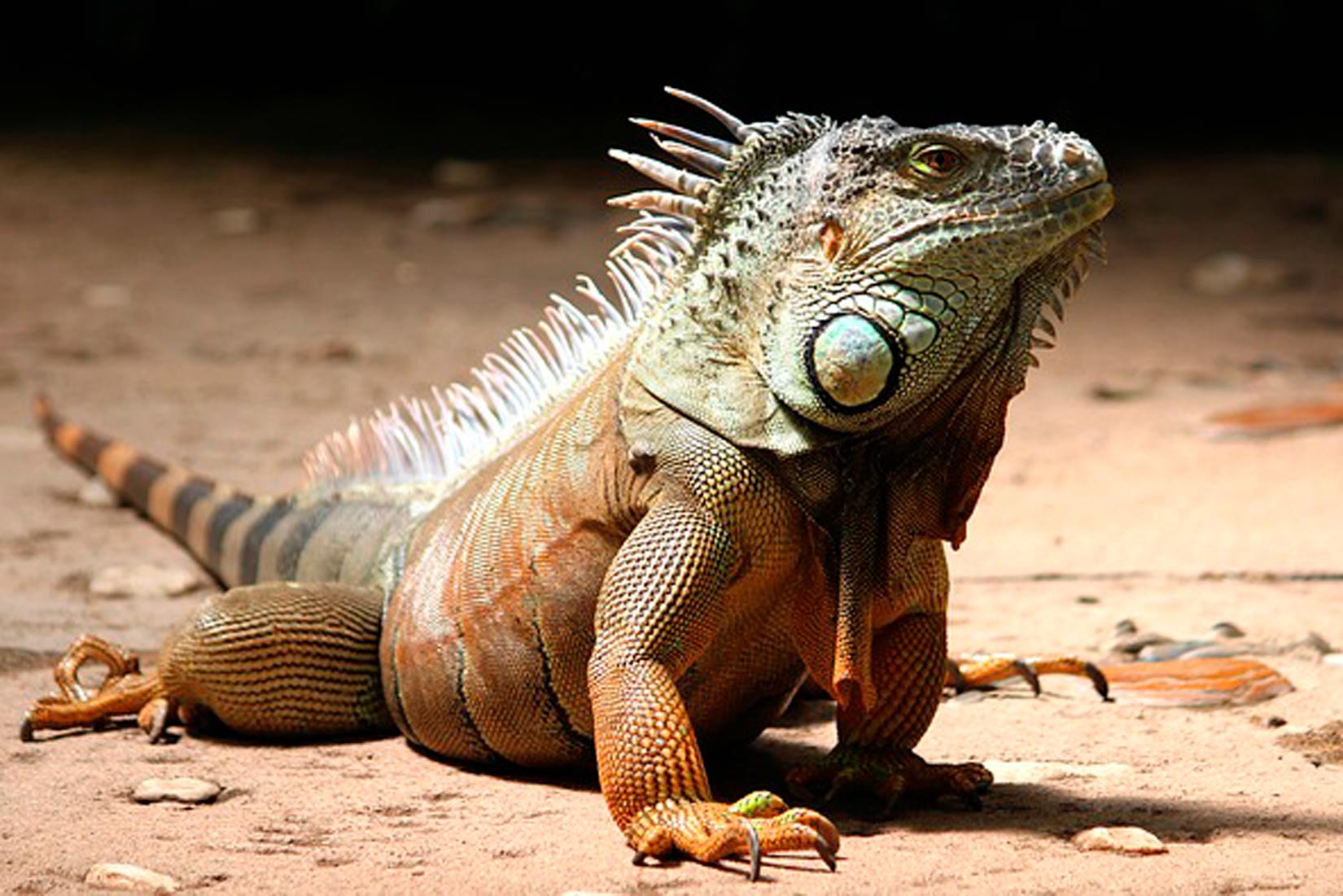 Svitkovci – Biologija 7