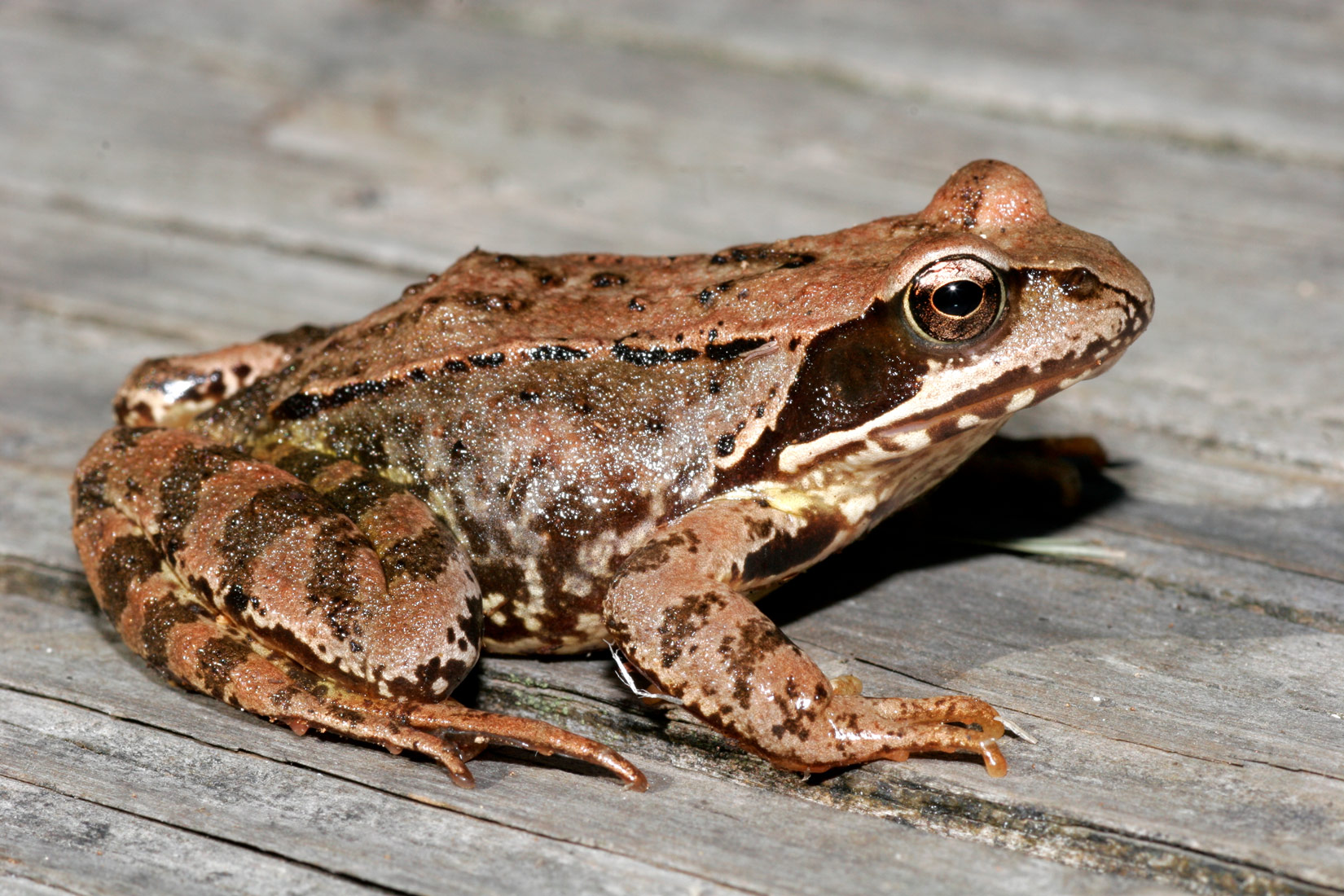 Ribe i vodozemci – Biologija 7